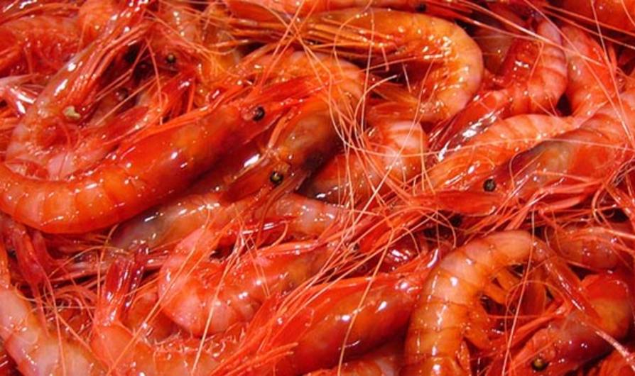 Gambas Rojas de Denia, Todo lo que Debes Saber - Deniasol